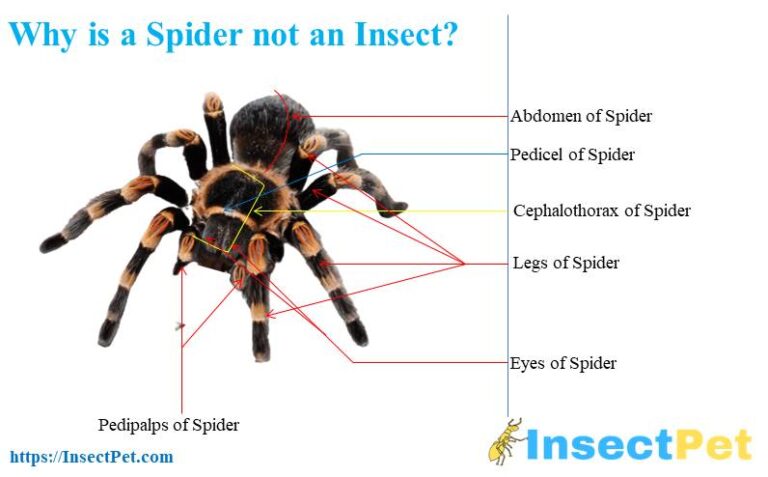 Why is a Spider not an Insect