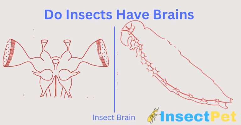 Do Insects have Brains - Insect Brain Anatomy