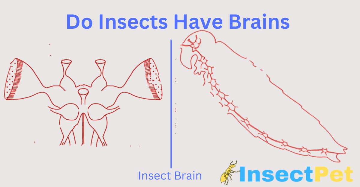 Do Insects have Brains - Insect Brain Anatomy