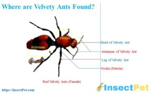 Where are Velvety Ants Found - Red, Blue, and Tree Velvety Ant - InsectPet
