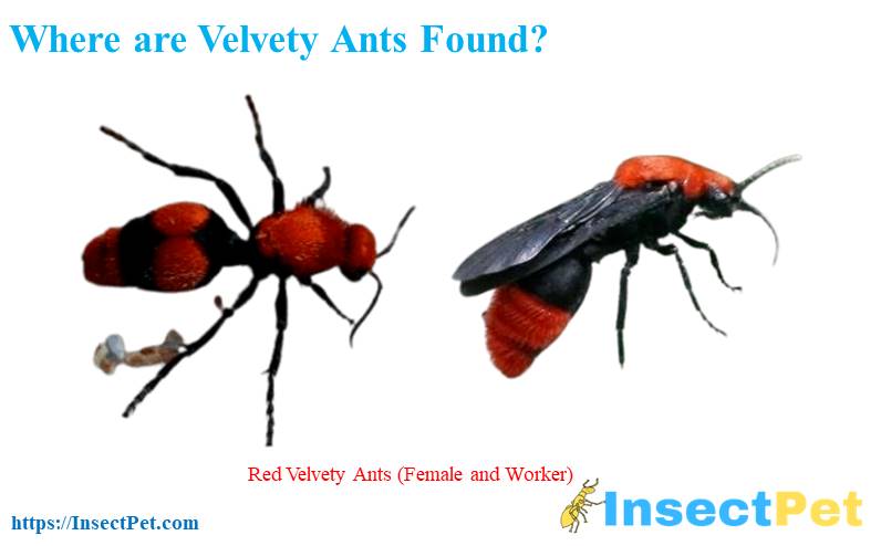 Where are Velvety Ants Found - Red, Blue, and Tree Velvety Ant - InsectPet